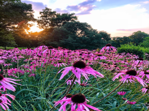 Home - Whitestone Inn